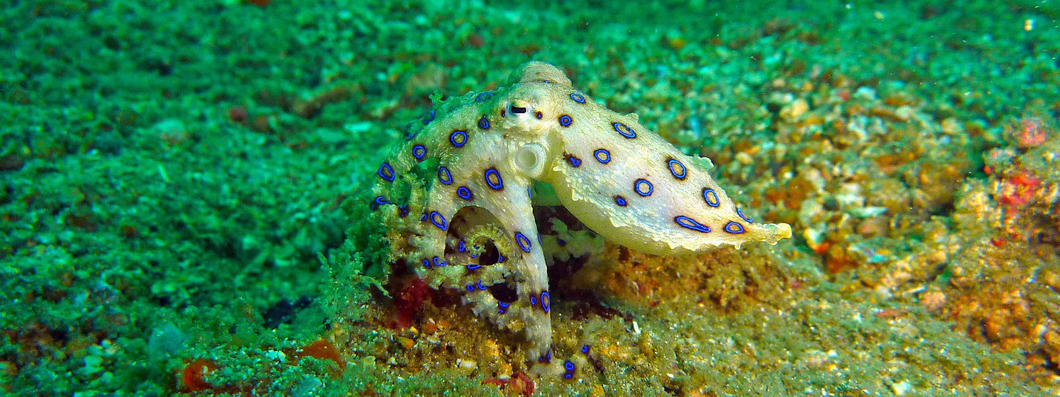 Lembeh, muck diving heaven in Sulawesi - Reisvormen