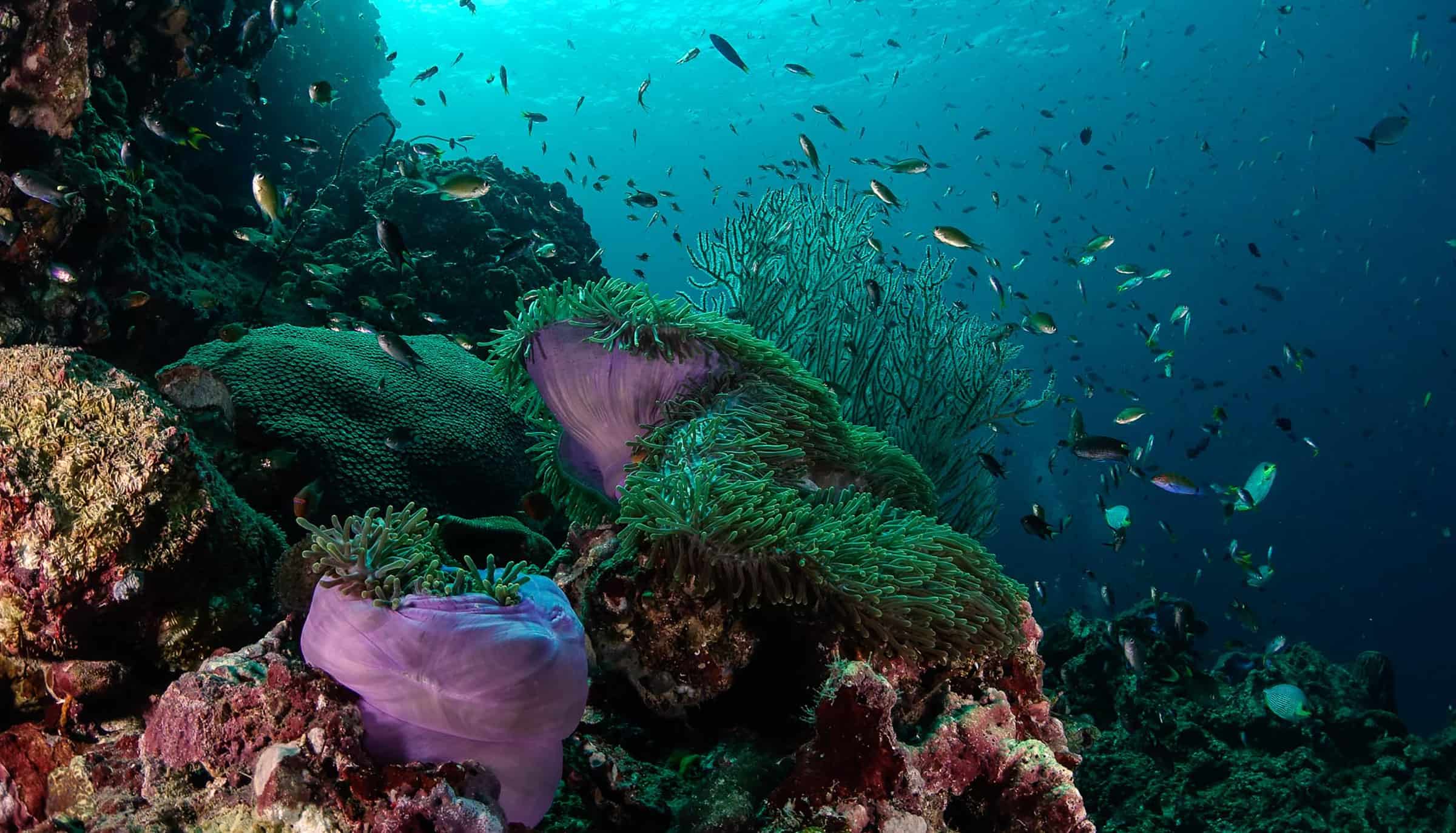 Koh Haa. Vijf geweldig mooie snorkeleilanden bij elkaar. Lees onze tips!